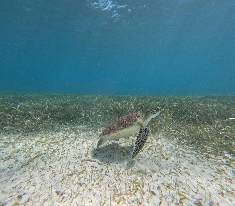 snorkel with tropical fish, reefs, and in search of turtles - Practical Details and Logistics