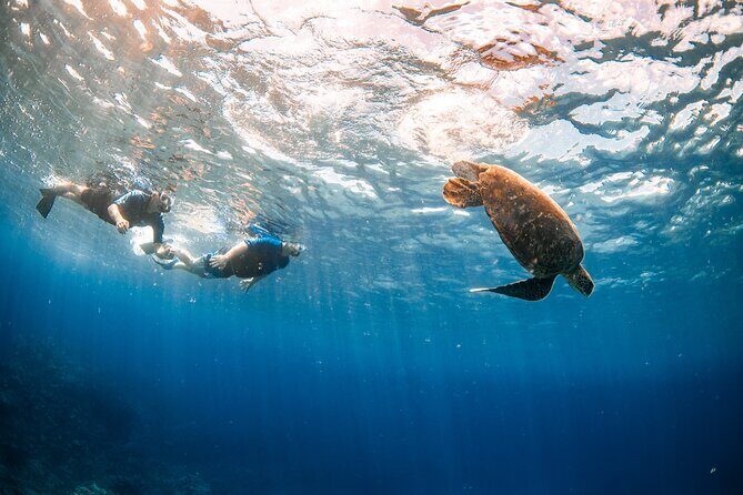 Snorkel with Turtles and Free Underwater Photos Lahaina - An Authentic Maui Snorkeling Experience: What You Can Expect