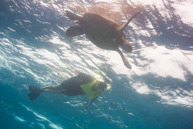 Snorkel with Turtles - An In-Depth Look at the Tour Experience
