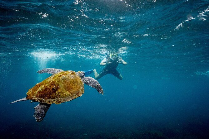 Snorkel with Turtles Gold Coast - The Sum Up: Who Will Love This Tour?