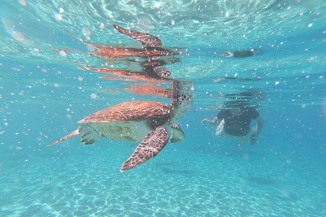 Snorkel with Turtles & Kenepa Grandi Beach: Nr.1 Island Day Trip - What the Reviews Say