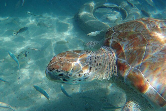 Snorkel with Turtles & Kenepa Grandi Beach: Nr.1 Island Day Trip - FAQ