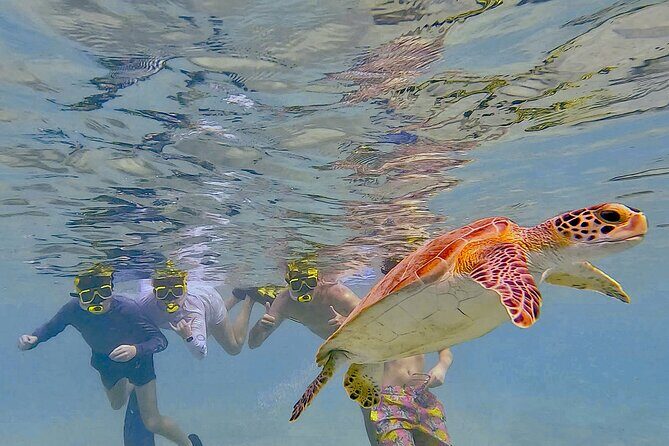 Snorkel with Turtles & see the Flamingos - Key Points