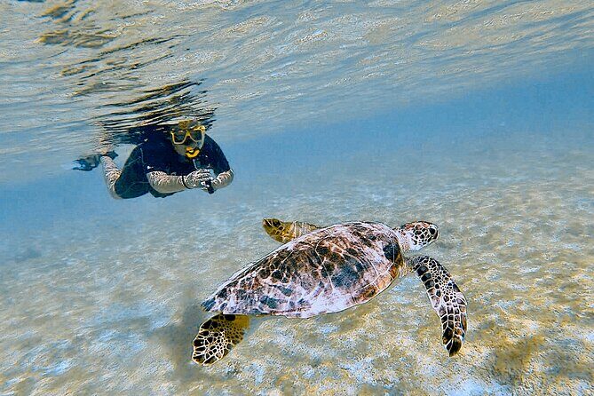 Snorkel with Turtles & see the Flamingos - The Sum Up: The Real Value of This Bonaire Experience