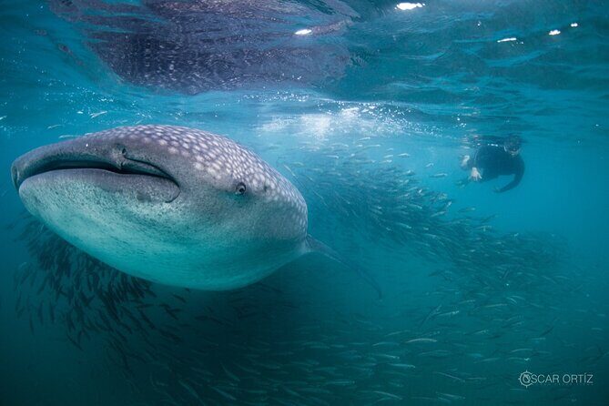 Snorkel with whale sharks includes equipment & transportation - The Experience: Pros and Cons Based on Real Feedback