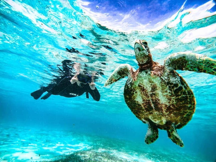 Snorkeling Activity in Okinawa Miyako Japan - Introduction: An Underwater Encounter You Can Count On