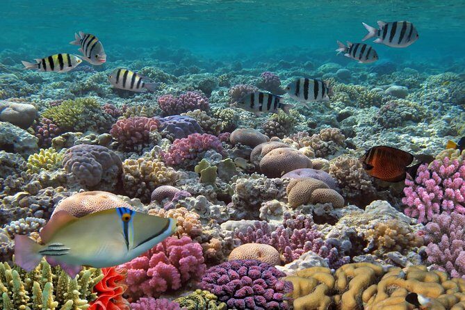 Snorkeling Adventure at Isla Mujeres Includes Lunch and Open Bar - The Return Voyage and Optional Activities