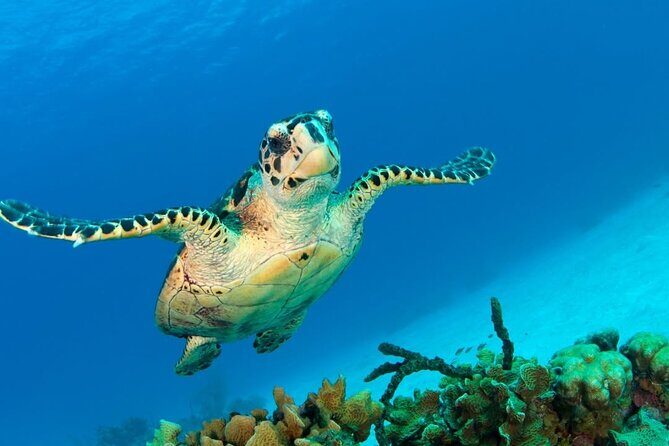 Snorkeling adventure at Puerto Morelos Reef National Park - Equipment and Comfort