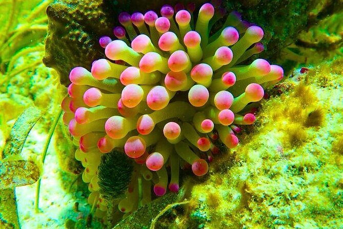 Snorkeling adventure at Puerto Morelos Reef National Park - Duration and Timing