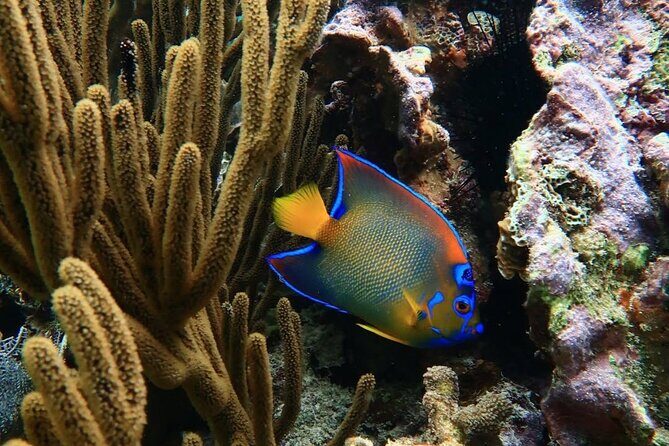 Snorkeling adventure at Puerto Morelos Reef National Park - Cost and Value