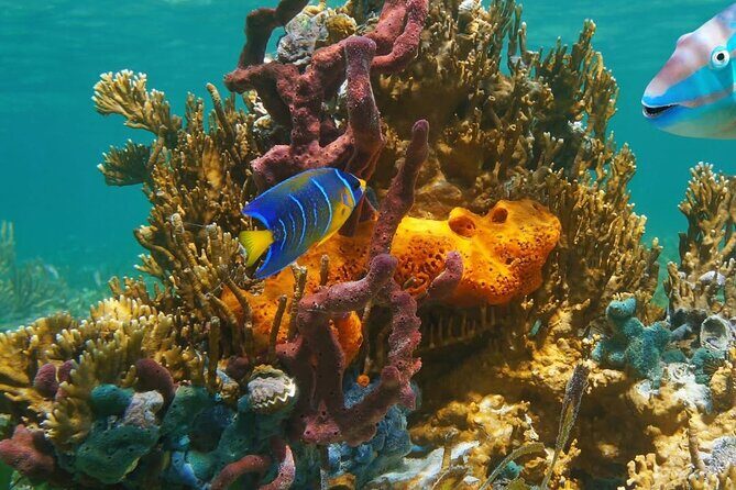 Snorkeling adventure at Puerto Morelos Reef National Park - Final thoughts