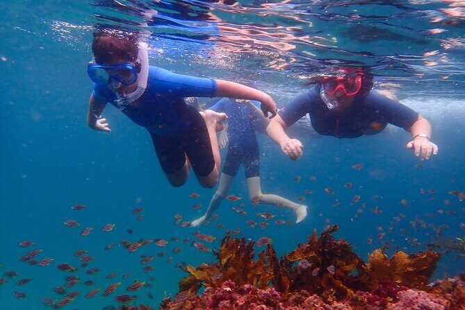 Snorkeling Adventure for Kids with Private Guide In Sydney - What to Expect from Your Snorkeling Adventure in Sydney