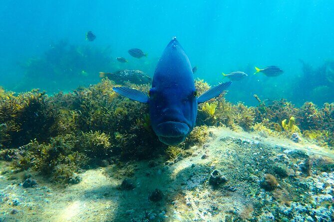 Snorkeling Adventure for Kids with Private Guide In Sydney - Is This Tour Worth the Cost?