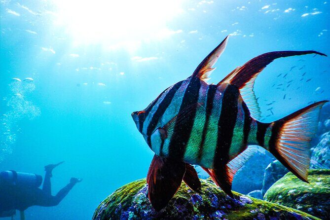 Snorkeling Adventure for Kids with Private Guide In Sydney - The Sum Up