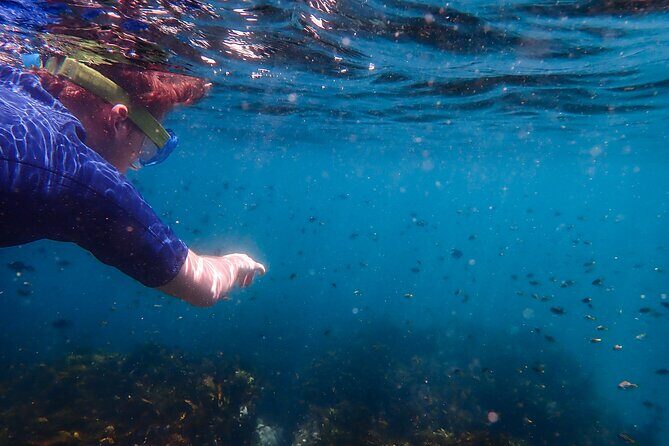 Snorkeling Adventure for Kids with Private Guide In Sydney - FAQ