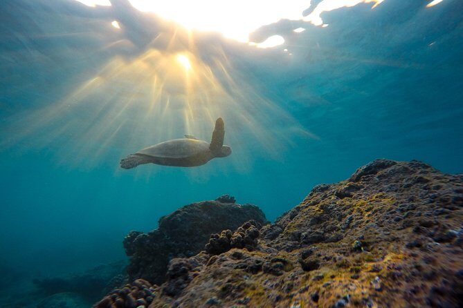 Snorkeling Adventure in La Jolla - An In-Depth Look at the Tour