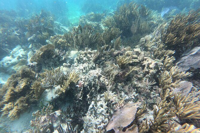 Snorkeling Adventure in Puerto Morelos Includes snack, Water and Round Trip. - Who Will Love This Tour?