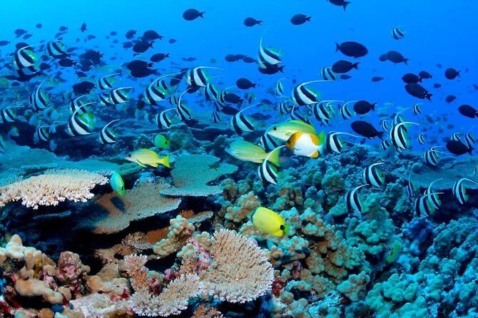 Snorkeling Adventure in Puerto Morelos Includes snack, Water and Round Trip. - FAQs