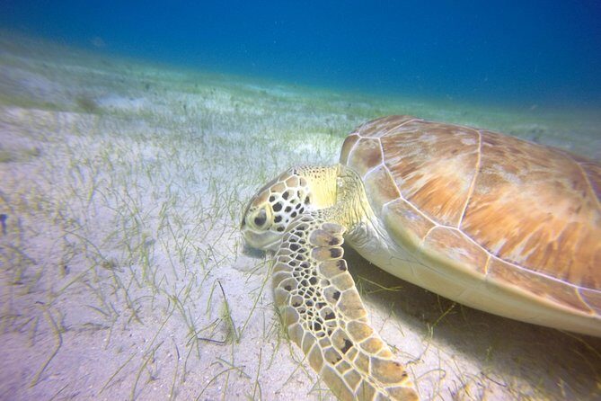 Snorkeling Adventure in St Thomas - Value and Pricing