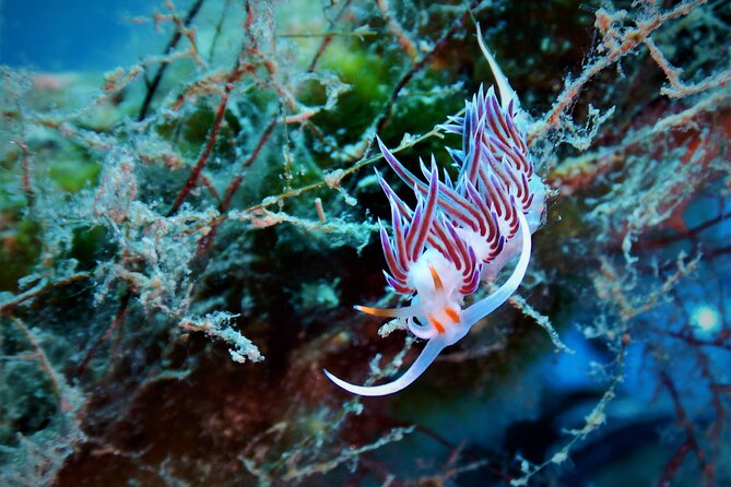 Snorkeling Adventure Trip - Package Inclusions