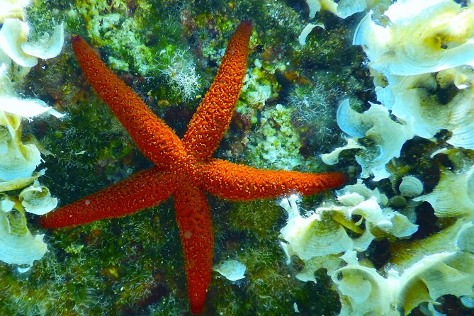 Snorkeling Adventure Trip - Snorkeling Highlights