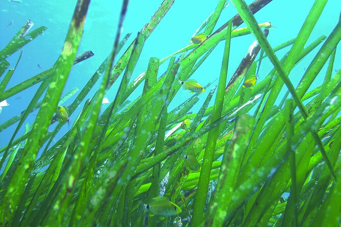 Snorkeling Adventure Trip - Booking and Availability