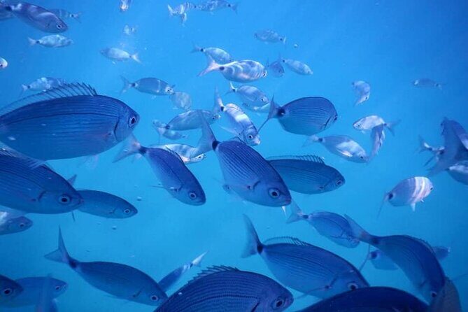 Snorkeling Adventure with Guide - What’s Not So Perfect?