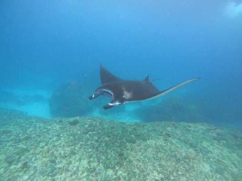 Snorkeling Adventure with Lucky Snorkeling - FAQs