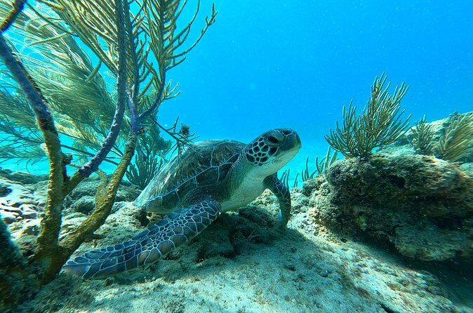 Snorkeling Aguadilla for Families with Children - The Environment and Weather