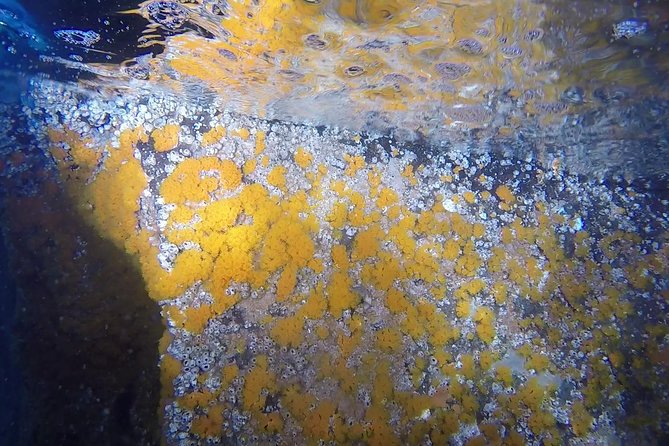 Snorkeling Among the Underwater Caves of Ischia Ponte - Highlights of the Snorkeling Adventure