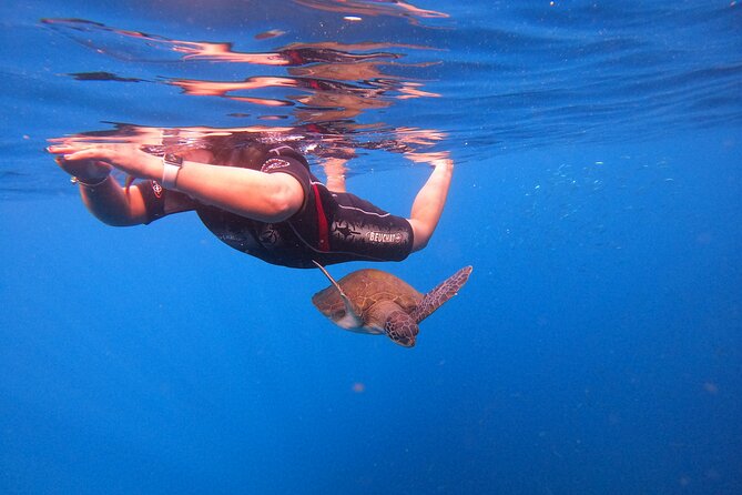 Snorkeling and Boat Tour in a Turtle Area - Exploring the Wonders of Marine Life