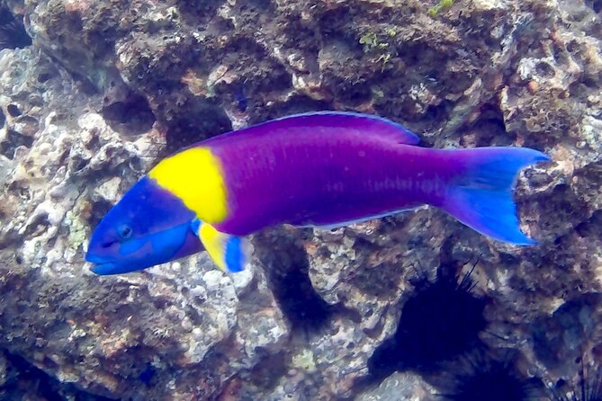 Snorkeling and Cruises - Customer Feedback and Experiences