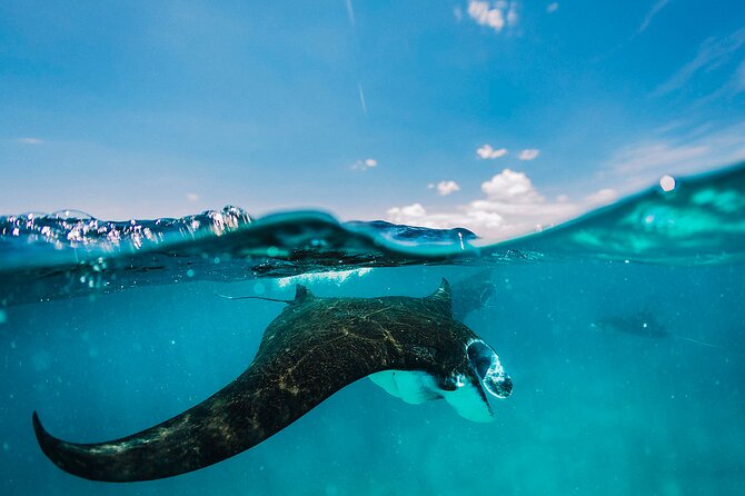 Snorkeling and Freediving Trip around Nusa Penida - Key Points