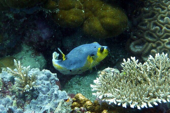 Snorkeling and Island Hopping Tour in Karimunjawa (sharing tour) - What Travelers Say (Based on Reviews)