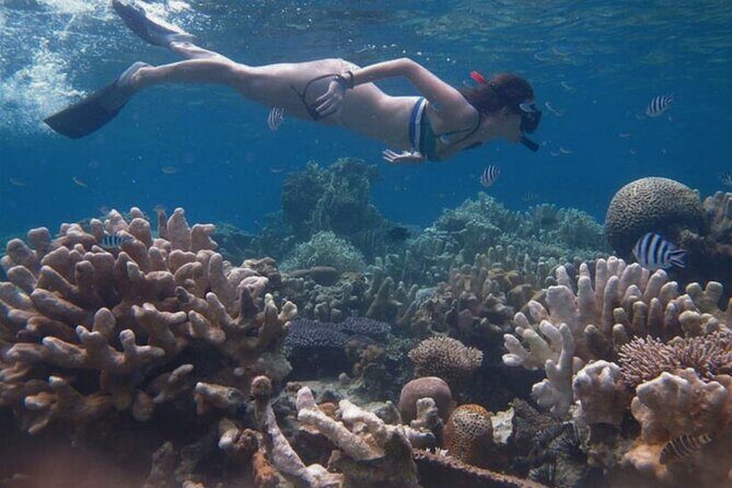 Snorkeling and Island Hopping Tour in Karimunjawa (sharing tour) - Who Will Love This Tour?