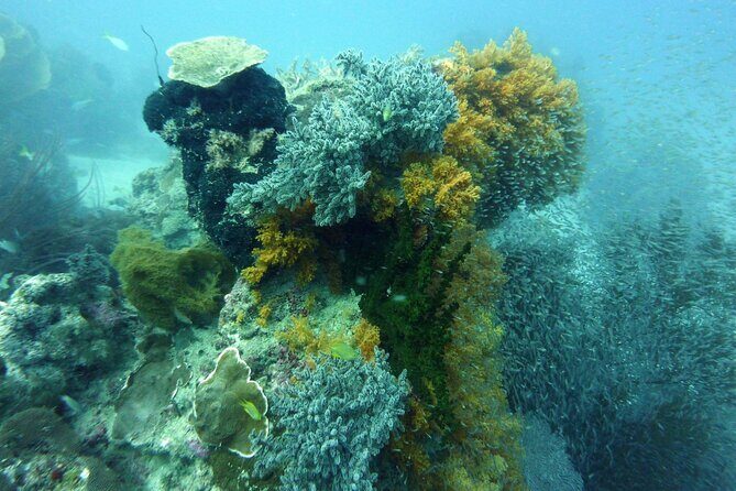 Snorkeling and Island Hopping Tour in Karimunjawa (sharing tour) - The Sum Up