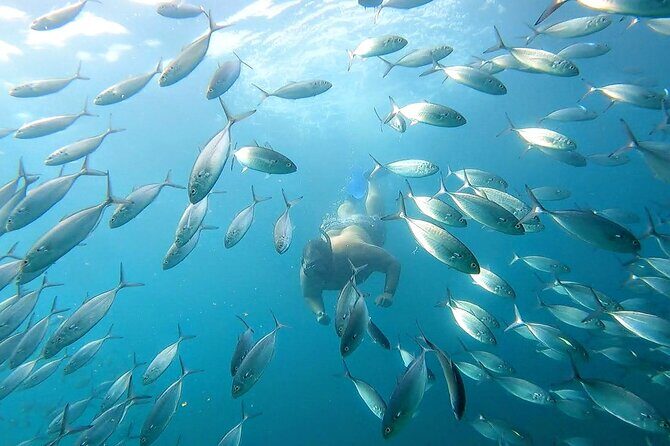 Snorkeling and whale watching Tour in Cabo - Who Should Consider This Tour?