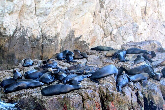 Snorkeling and whale watching Tour in Cabo - Final Words