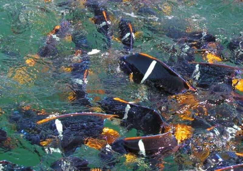 Snorkeling and Yelapa Beach Tour Majahuitas - Return Journey: Scenic Back to Mismaloya