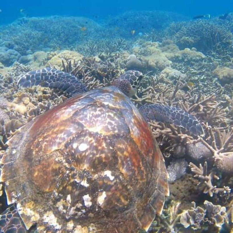 SNORKELING AT BLUELAGOON SPOT - What You Can Expect: A Detailed Breakdown