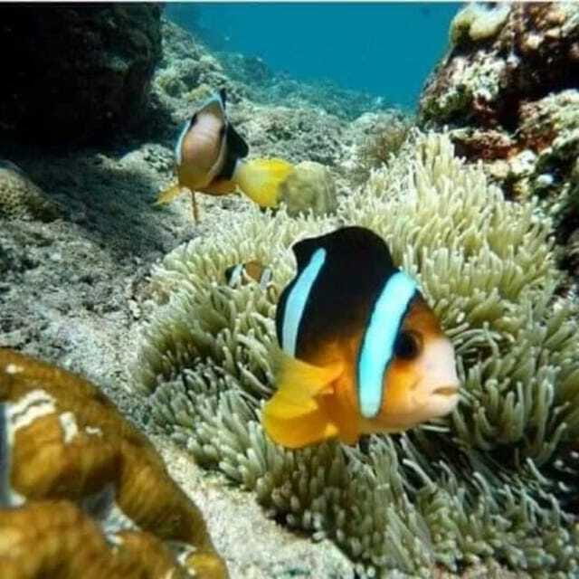 SNORKELING AT BLUELAGOON SPOT - The Experience in Practice