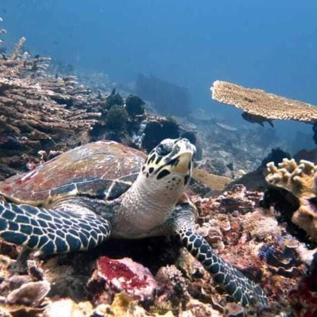 SNORKELING AT BLUELAGOON SPOT - The Sum Up: Is It Worth It?