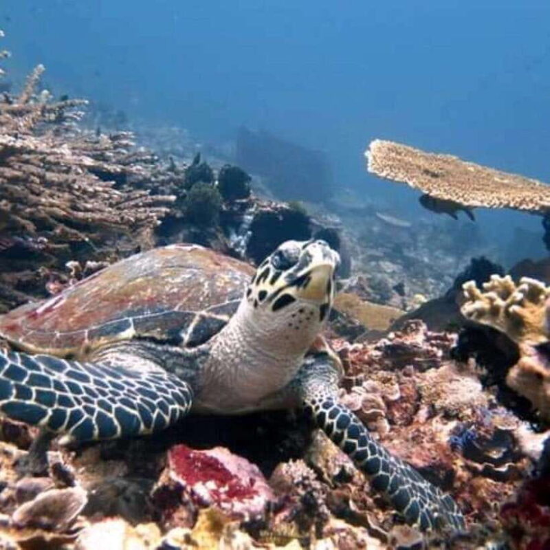 SNORKELING AT BLUELAGOON SPOT - FAQs