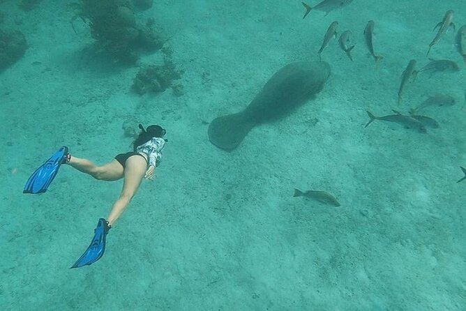 Snorkeling at Hol Chan Marine Reserve & Shark Ray Alley (3.0 Hrs) - Key Points