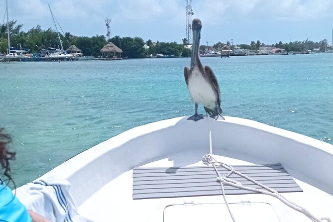 Snorkeling at Hol Chan Marine Reserve & Shark Ray Alley (3.0 Hrs) - Safety and Accessibility