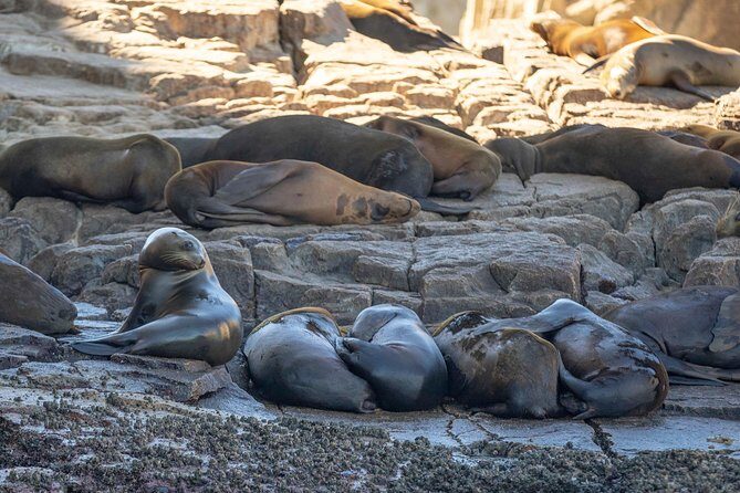 Snorkeling at Pelicans Rock - An Overview of the Experience