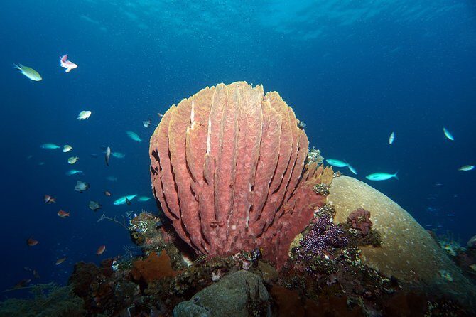 Snorkeling at Tulamben USAT Liberty Wreck - Introduction