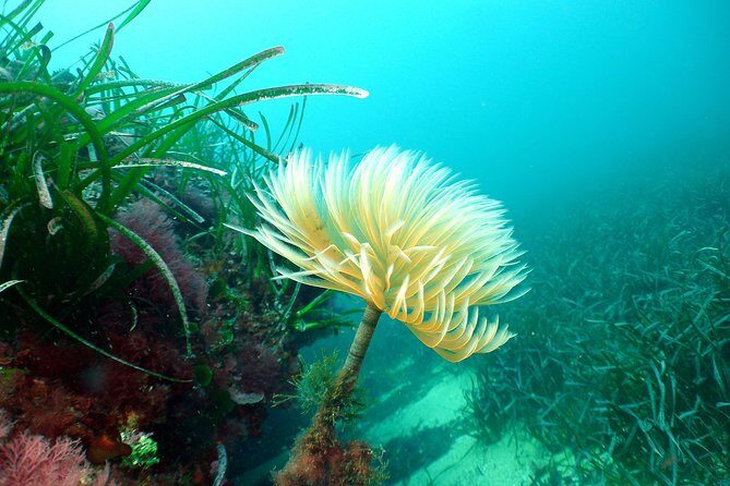 Snorkeling - By boat on site in the Bay of Cannes or Estérel - Review Summaries and Real Traveler Perspectives