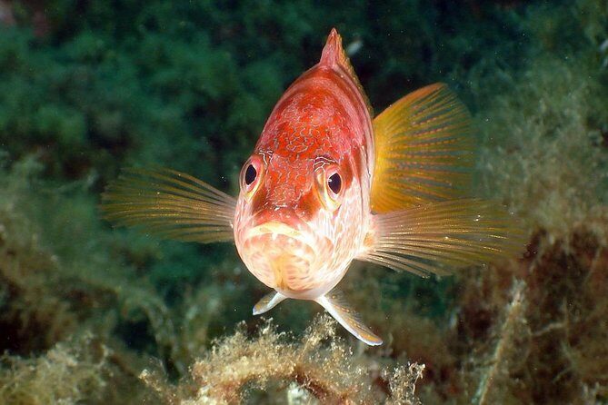 Snorkeling - By boat on site in the Bay of Cannes or Estérel - Final Thoughts: Is It Worth It?