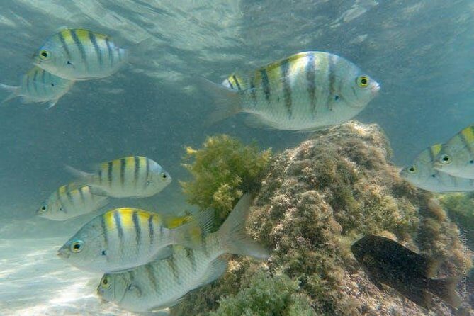 Snorkeling Catamaran Island Cruise - FAQ